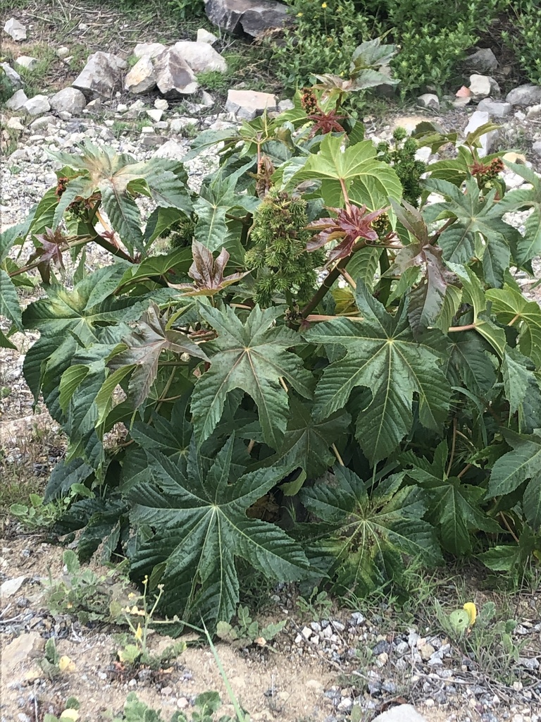 castor bean from Lake Calavera Preserve, Carlsbad, CA, US on March 05 ...