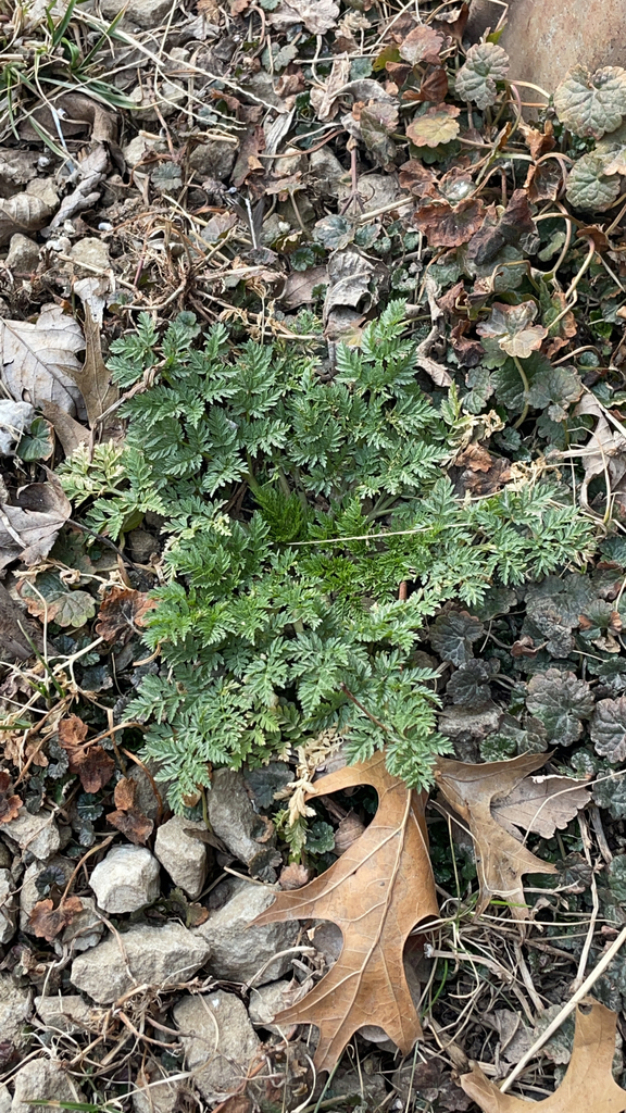 Apioideae from Burlington on March 05, 2022 at 01:19 PM by cailencline ...