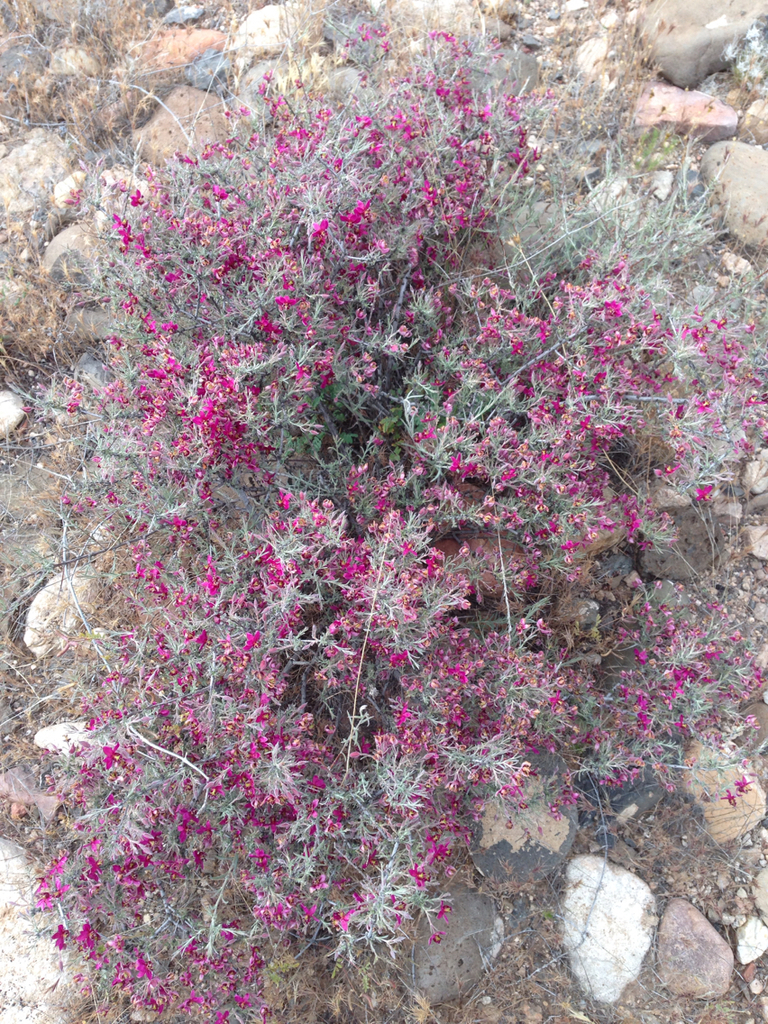 caltrops and ratanies (Zygophyllales) - Botanical Realm