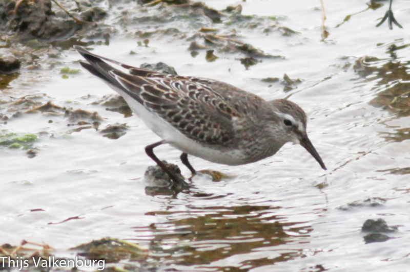 White-rumped Sandpiper from Açores, Portugal on October 21, 2018 at 11: ...