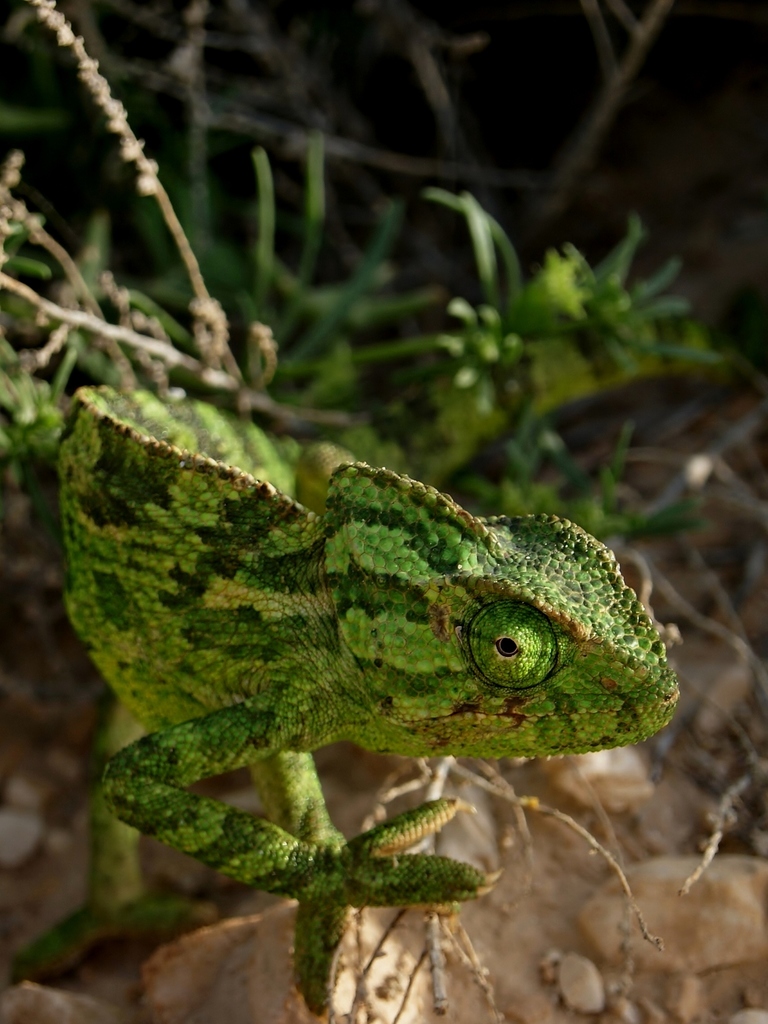 Common Chameleon from Jericho on March 11, 2012 at 04:08 PM by Nasser ...