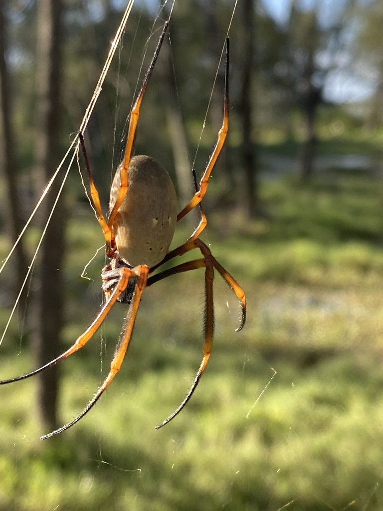 Tiger Spider from Wellington Point, QLD, AU on March 5, 2022 at 04:10 ...