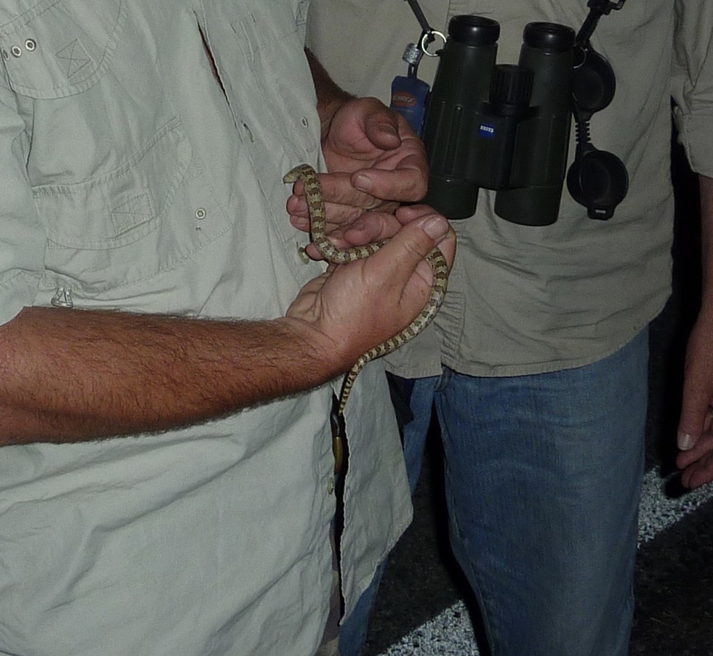 Chihuahuan Hook-nosed Snake from Hidalgo County, NM, USA on September 1 ...