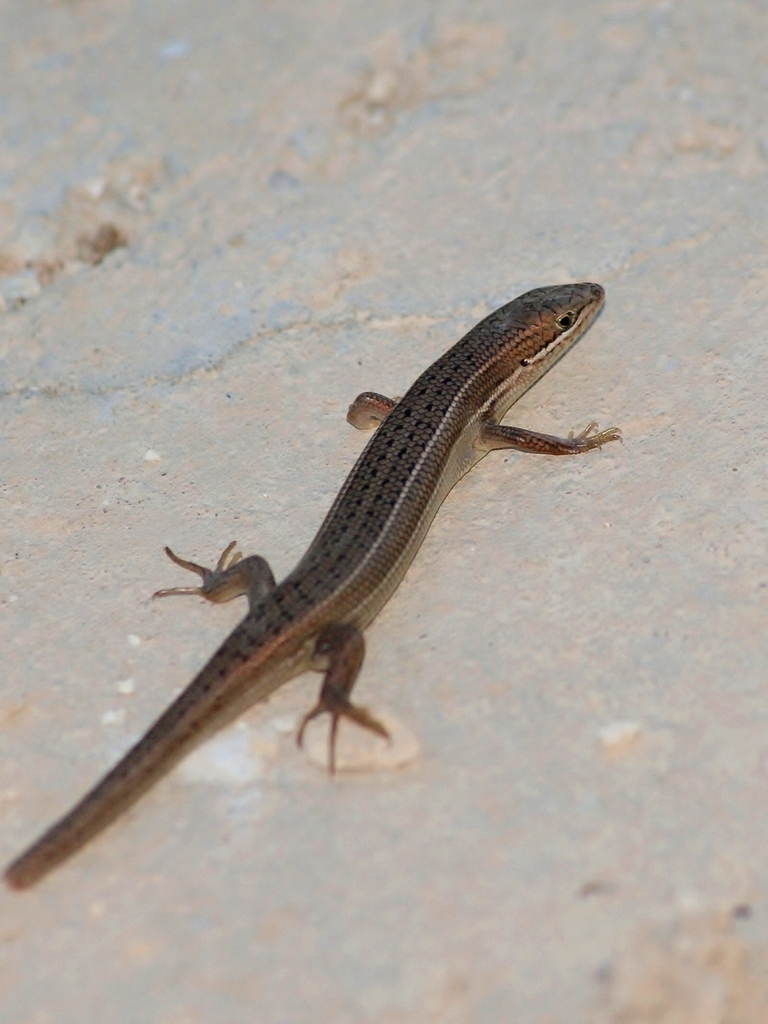 Bridled Skink from Jericho, PS-WE, PS on December 16, 2011 at 04:29 PM ...