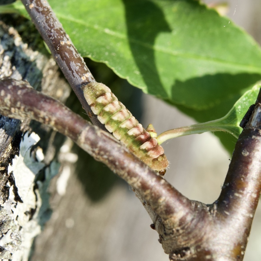 Cherry Gall Azure from Distant Hill Gardens, Walpole, NH, USA on June 20, 2016 at 05:32 PM by ...