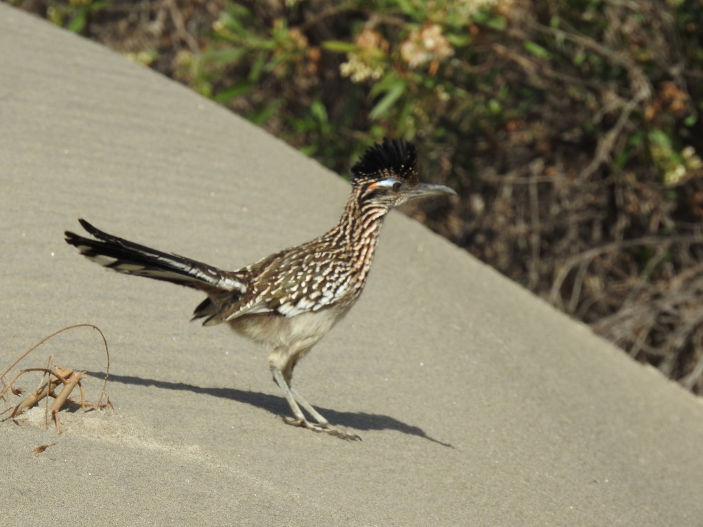 Greater Roadrunner from Carlos Pacheco 8, Ensenada, B.C., México on ...