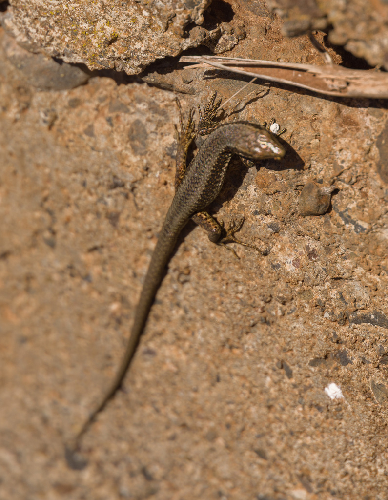 Madeira Lizard (Madeira) from 9230 Santana, Portugal on March 5, 2022 ...