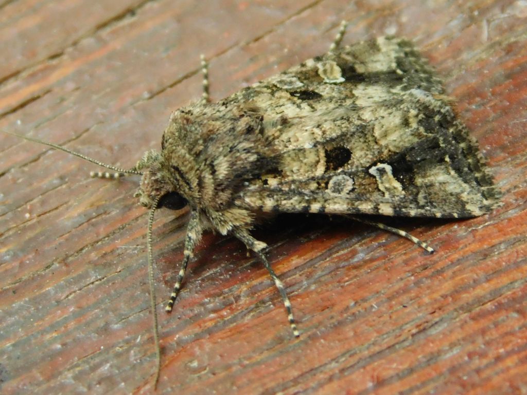 Cutworm Moths and Allies from Greyton, 7233, South Africa on March 3 ...