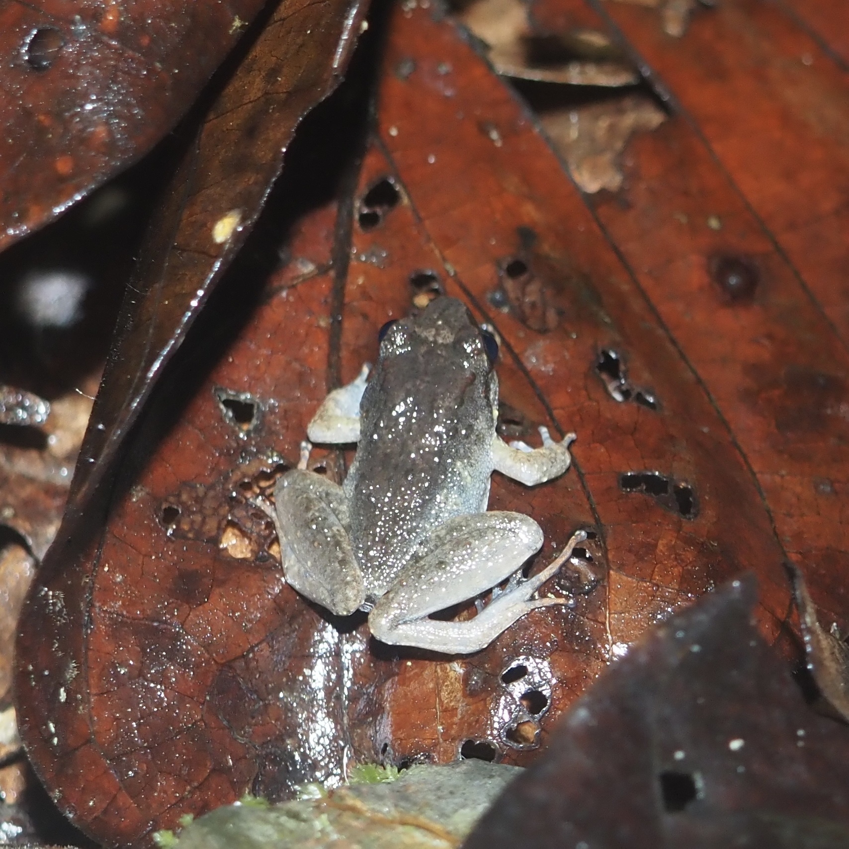 Limnonectes hascheanus (Stoliczka, 1870)