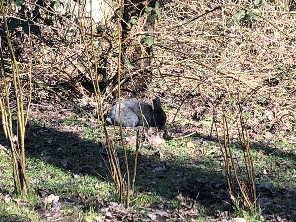 European Rabbit from Lulu Island, Richmond, BC, CA on March 05, 2022 at ...