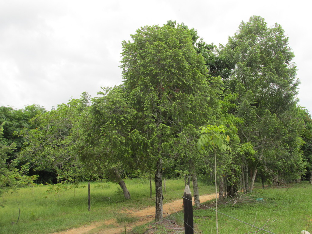 Xylopia desde Barrancabermeja, Santander, Colombia el12 de mayo de 2018 ...