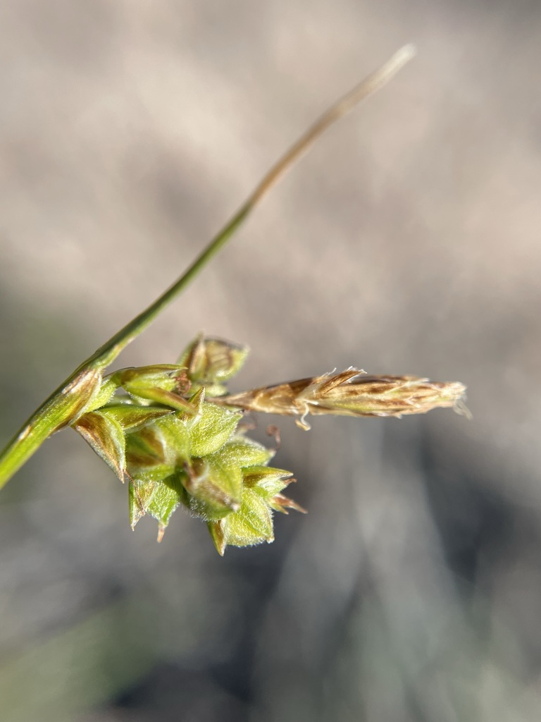 trigonous sedge from Los Angeles, California, United States on February ...