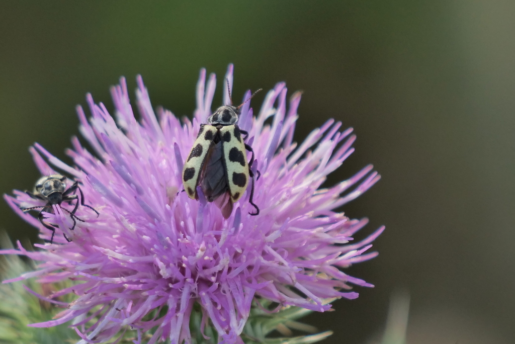 Spotted Maize Beetle from San Jeronimo Nte., Santa Fe, Argentina on ...