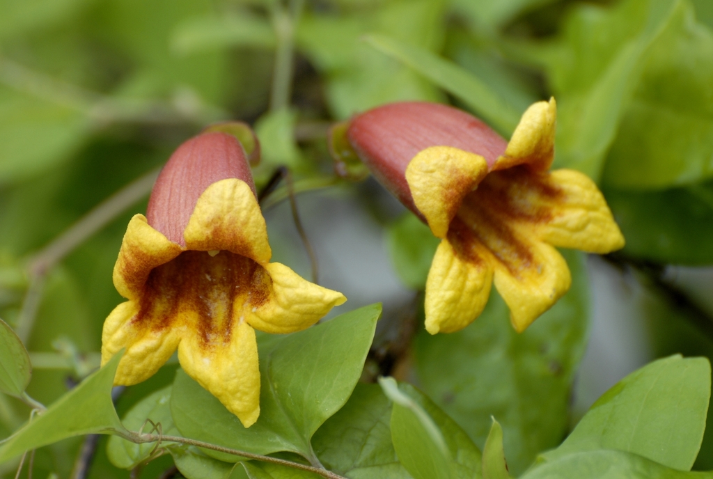 cross vine (Vascular Plants of Lost Cove Farm) · iNaturalist