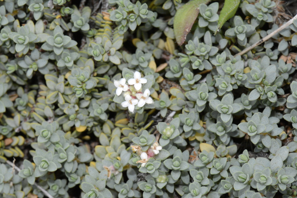 Pimelea prostrata prostrata from Cape Palliser, New Zealand on February ...