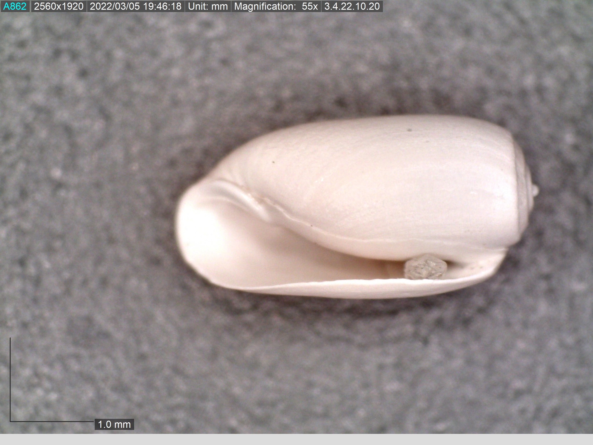 Acteocina canaliculata (Say, 1826)