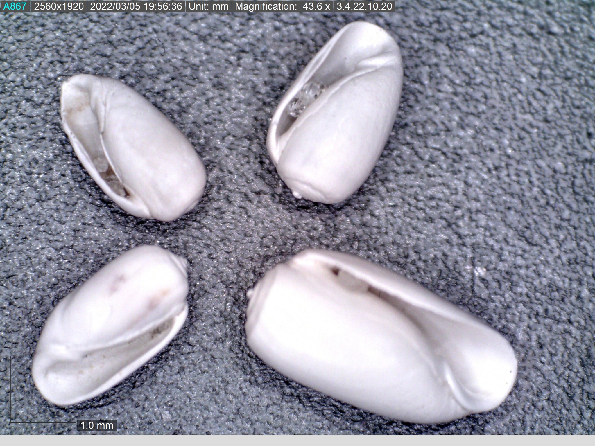 Acteocina canaliculata (Say, 1826)