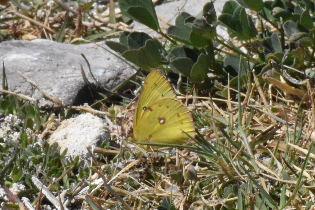 Clouded Yellows from Meoqui, Chih., México on March 5, 2022 at 11:47 AM ...