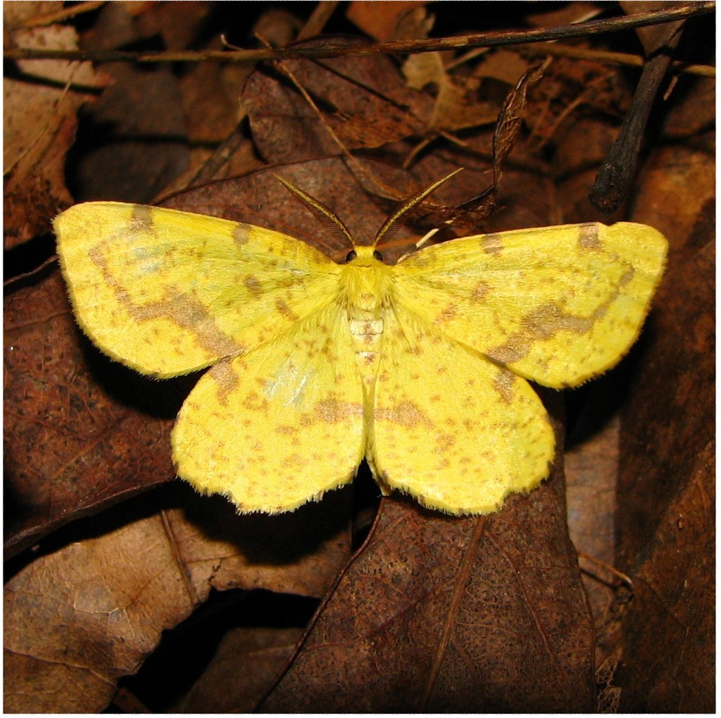 Crocus Geometer Moths (Braddock's Trail Park, NHT) · iNaturalist