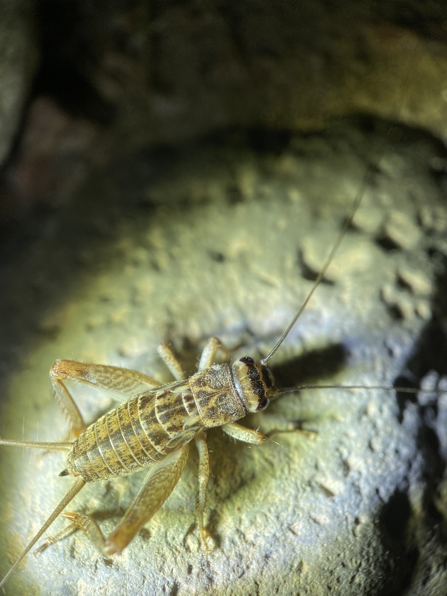 Acheta domesticus (Linnaeus, 1758)