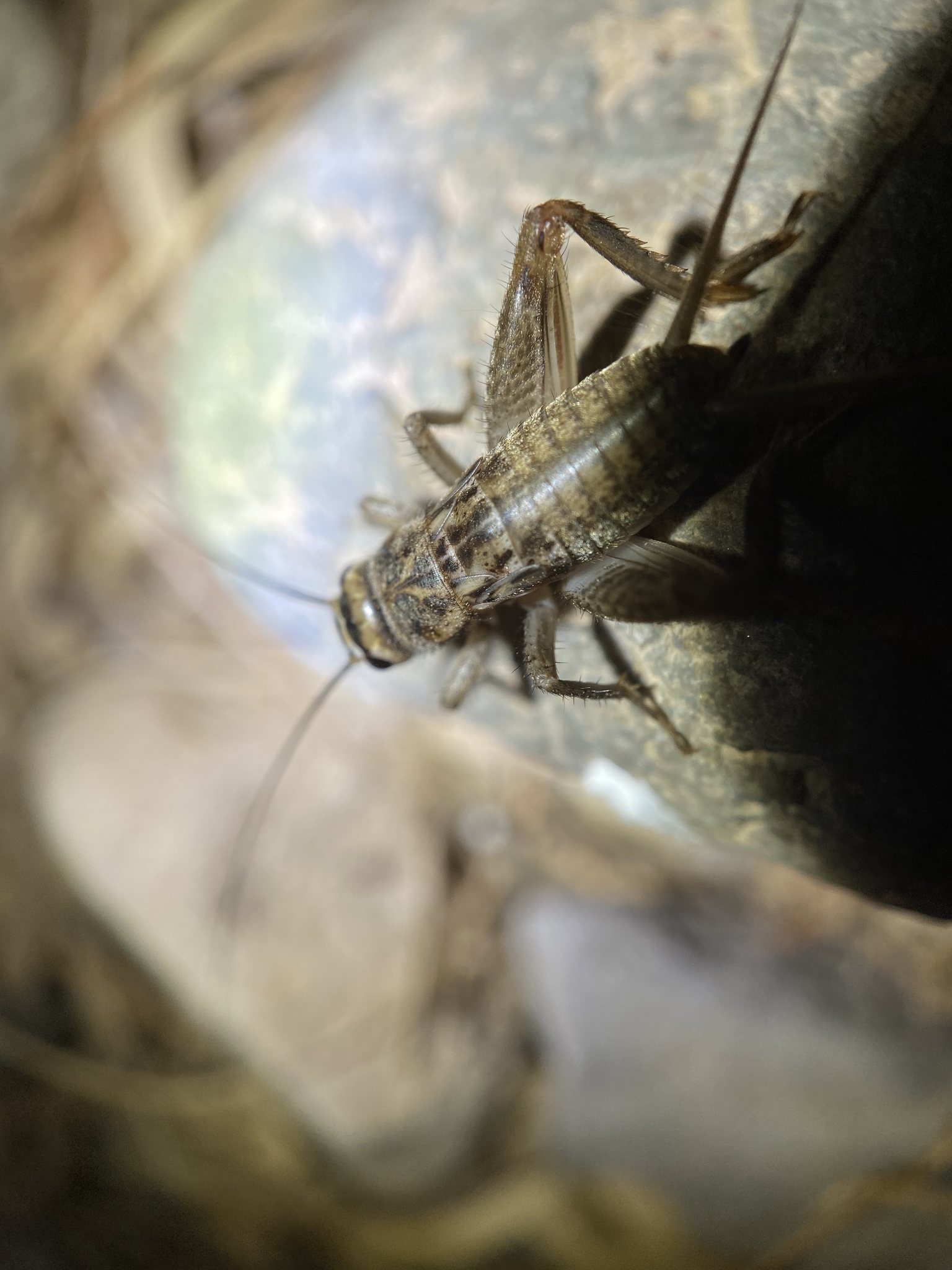 Acheta domesticus (Linnaeus, 1758)