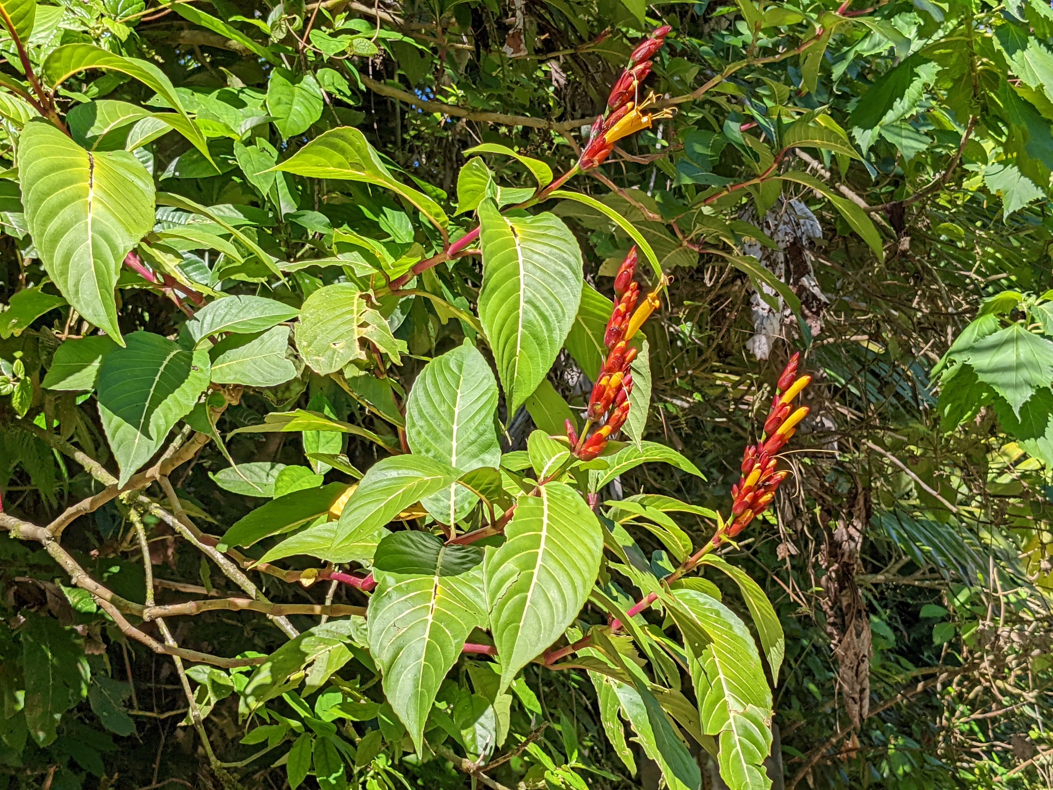 Sanchezia parvibracteata Sprague & Hutch.