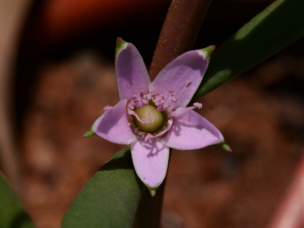 sea purslane from Gunyangara NT 0880, Australia on March 4, 2022 at 11: ...