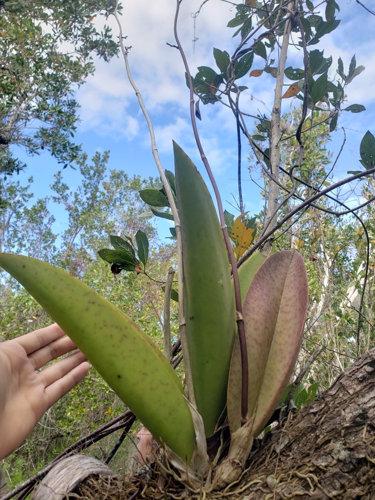spotted mule-ear orchid in March 2022 by Veronique Tessier · iNaturalist