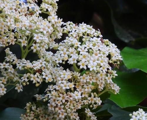 Flindersia ifflana · iNaturalist