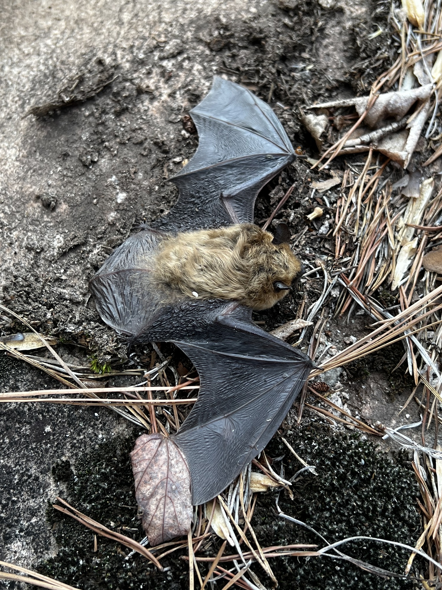 Myotis leibii (Audubon & Bachman, 1842)