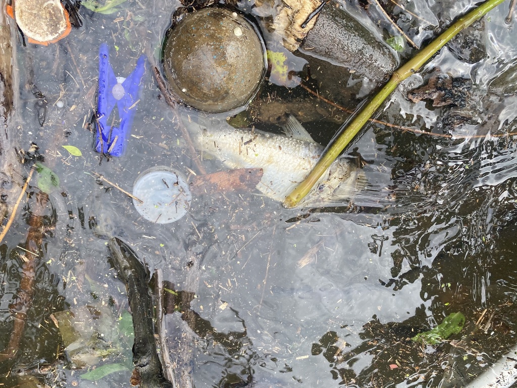 Southern Herring from Homebush Bay, Wentworth Point, NSW, AU on March ...