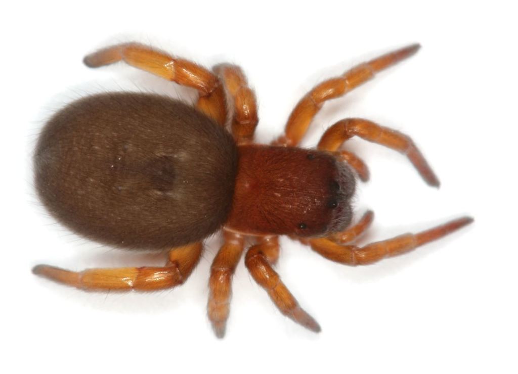 Ground Velvet Spiders from Groenkloof 358-Jr, Pretoria, 0027, South ...