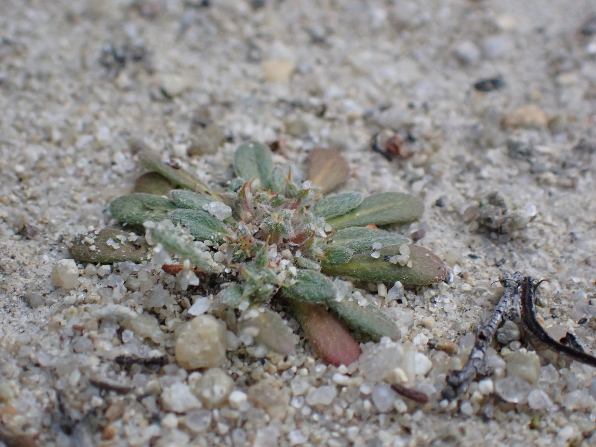 Chorizanthe orcuttiana Parry