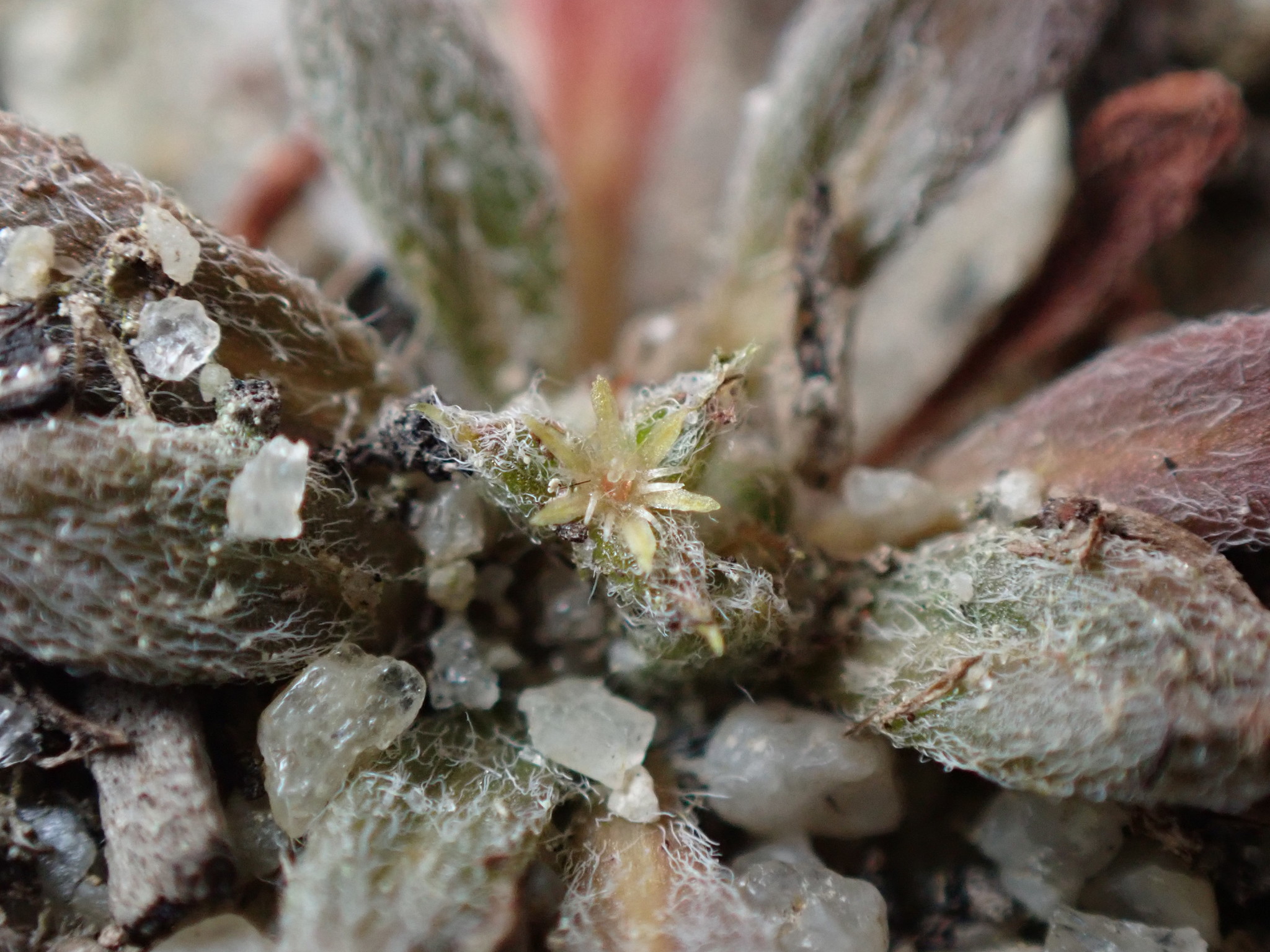 Chorizanthe orcuttiana Parry