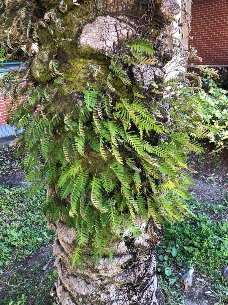 resurrection fern from University of South Florida Tampa on March 03 ...