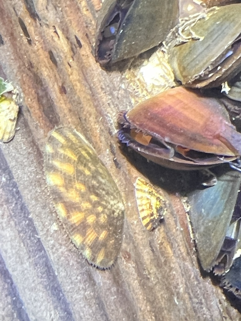 Plate Limpet from 73rd Ave NE, Olympia, WA, US on March 5, 2022 at 06: ...