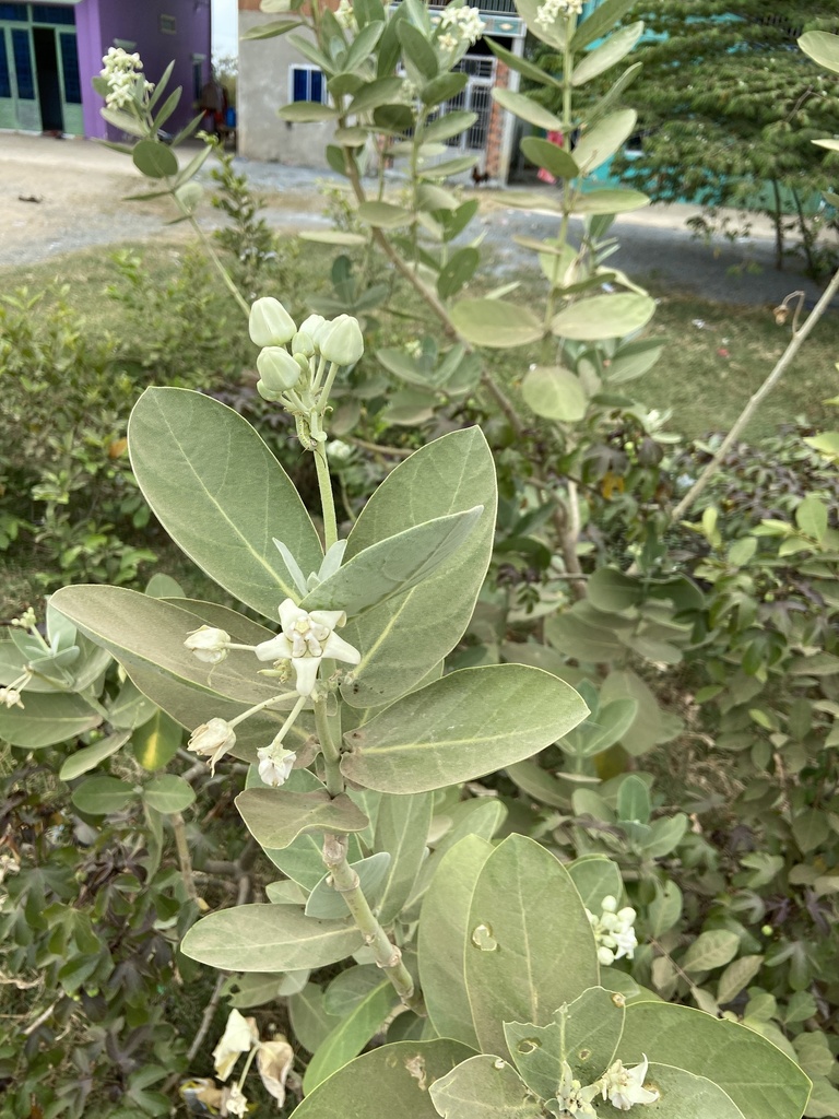 crown flower from Kampong Speu, KH on March 06, 2022 at 02:03 PM by ...