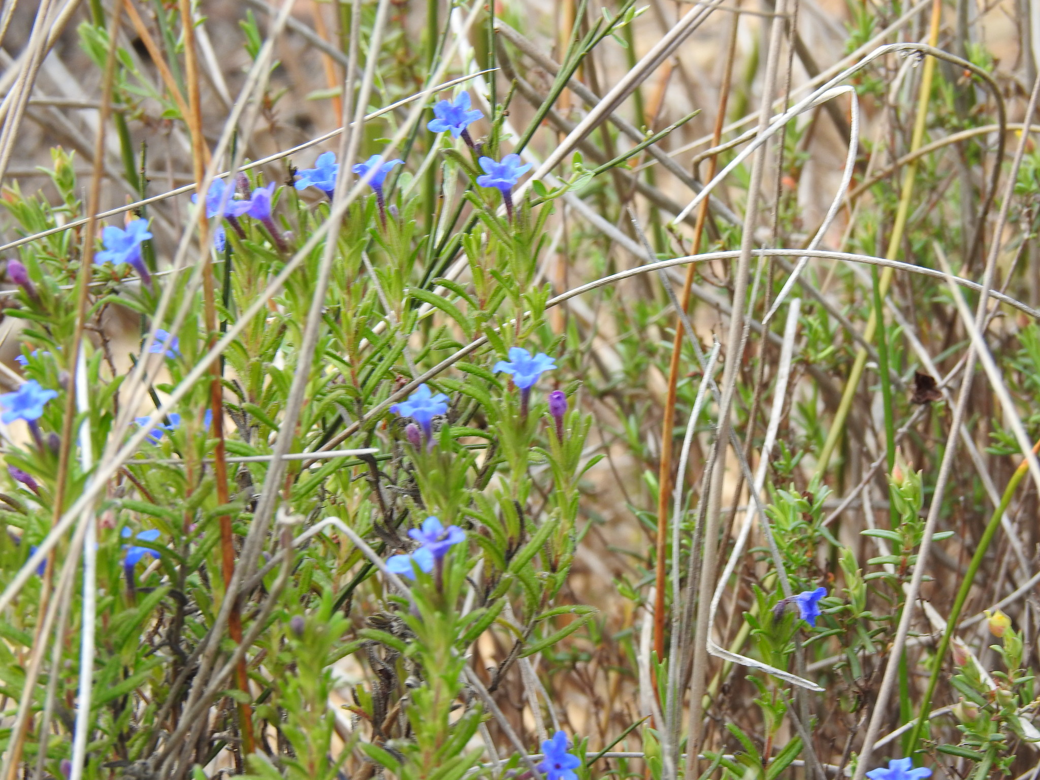 Glandora prostrata subsp. lusitanica (Samp.) D.C.Thomas