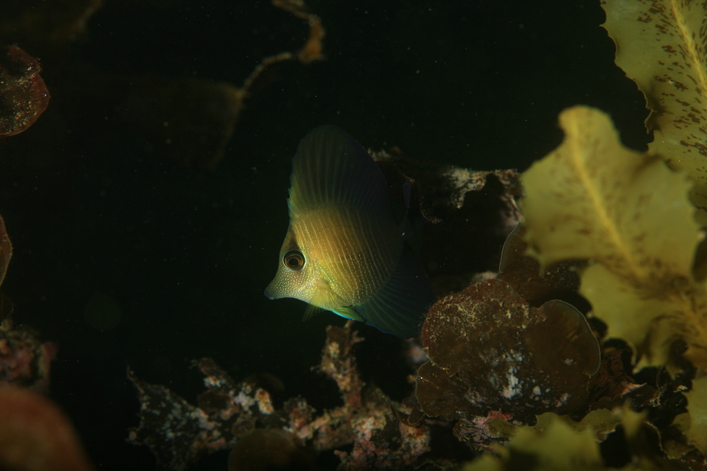 Brown Tang from 1 Bower Ln, Manly NSW 2095, Australia on June 21, 2014 ...