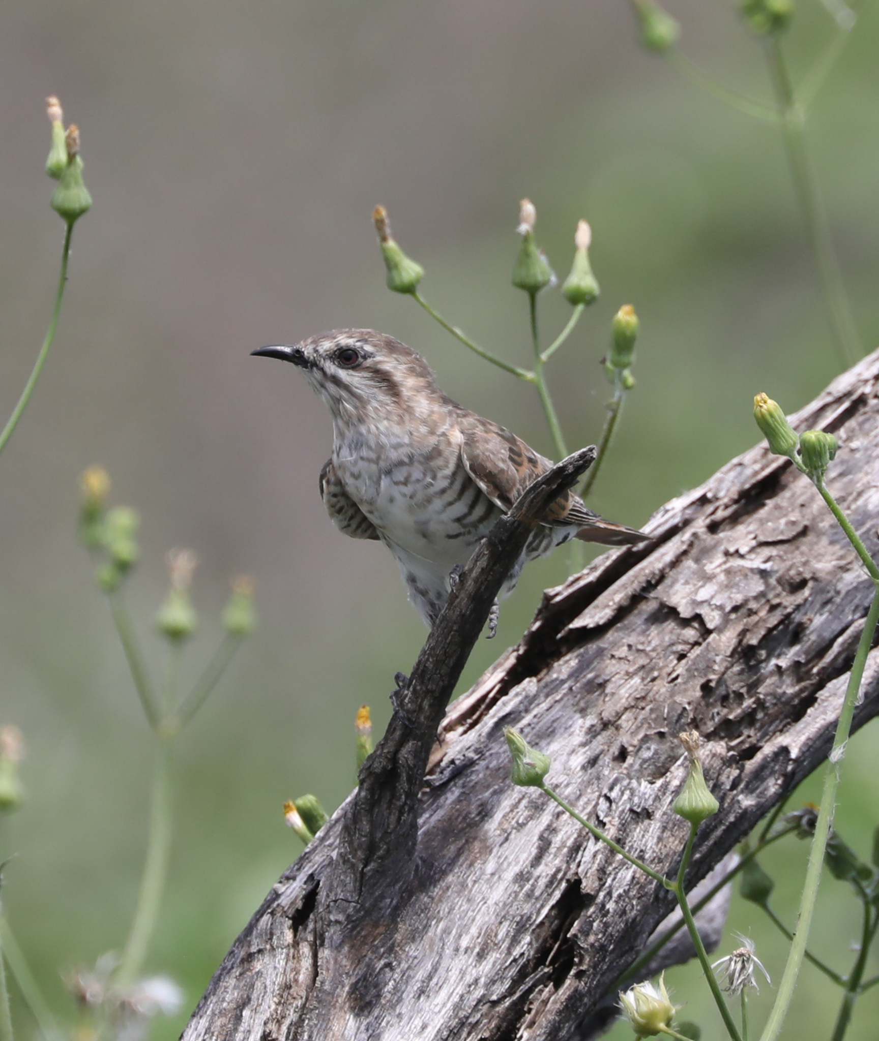 Chrysococcyx basalis (Horsfield, 1821)