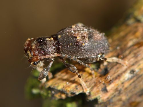 Nodulosoma angustum · iNaturalist United Kingdom