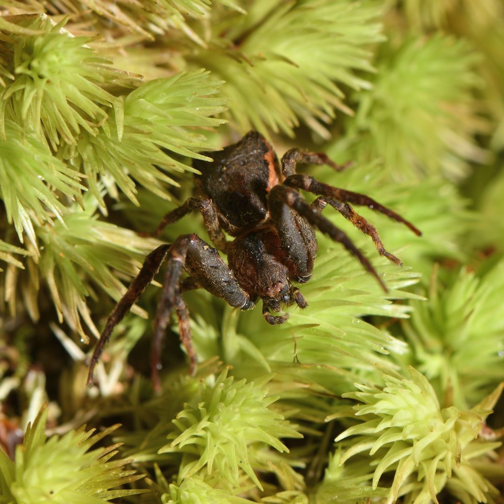 Square-ended Crab Spider from Eastbourne Domain, Hutt city, Wellington ...