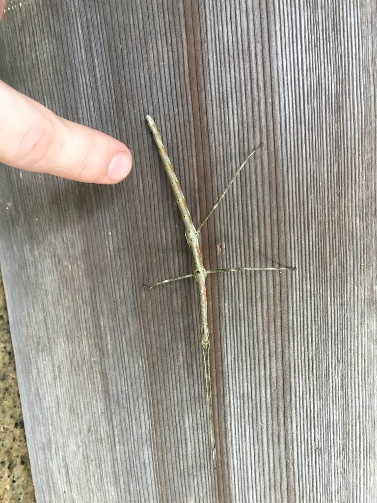 Stick Insects in July 2017 by ef37fc27 · iNaturalist