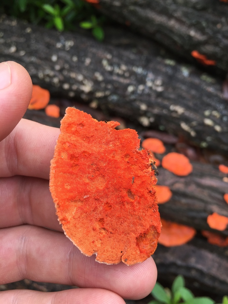 Southern Cinnabar Polypore in July 2017 by ef37fc27 · iNaturalist