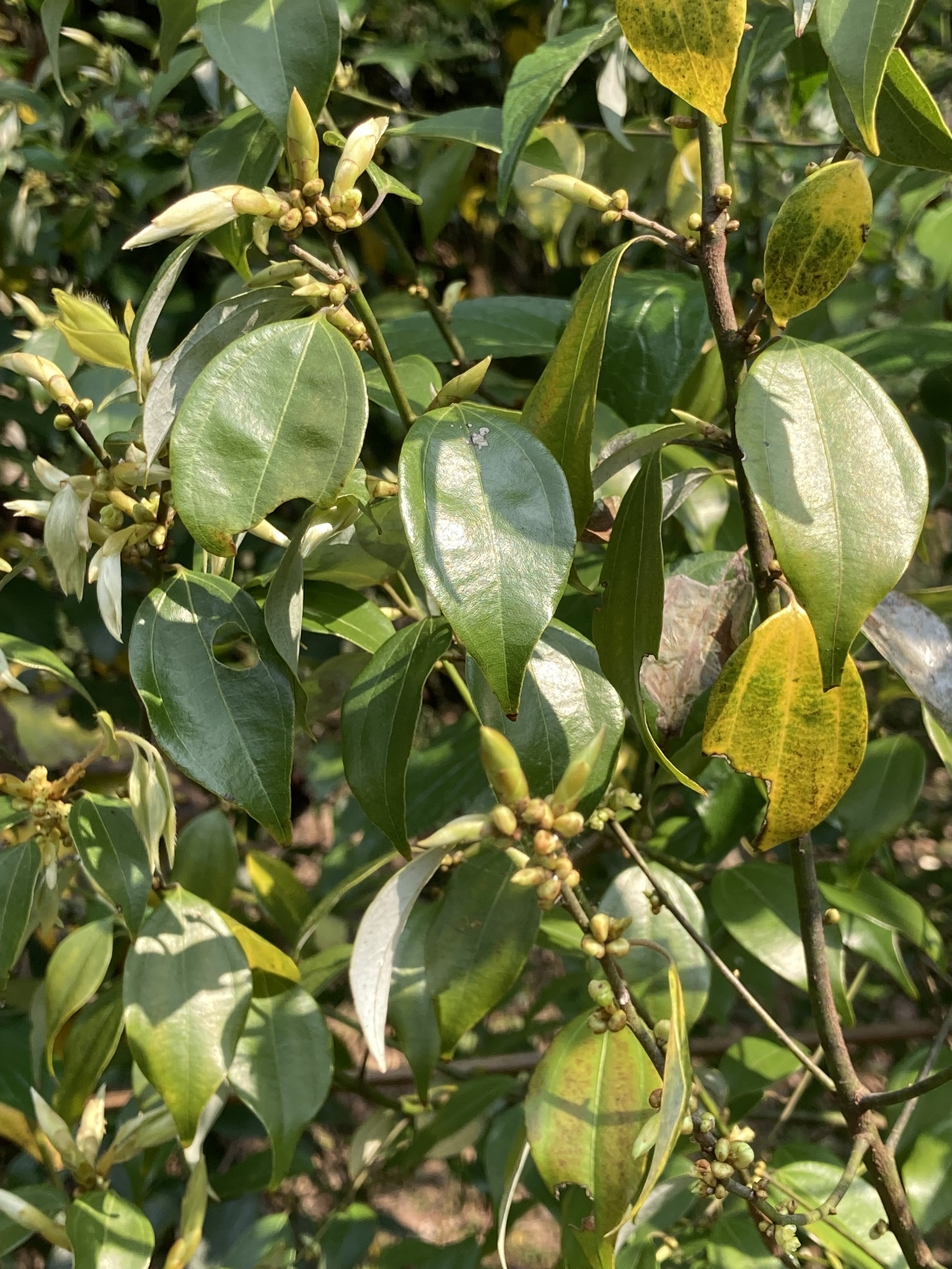 Lindera aggregata (Sims) Kosterm.