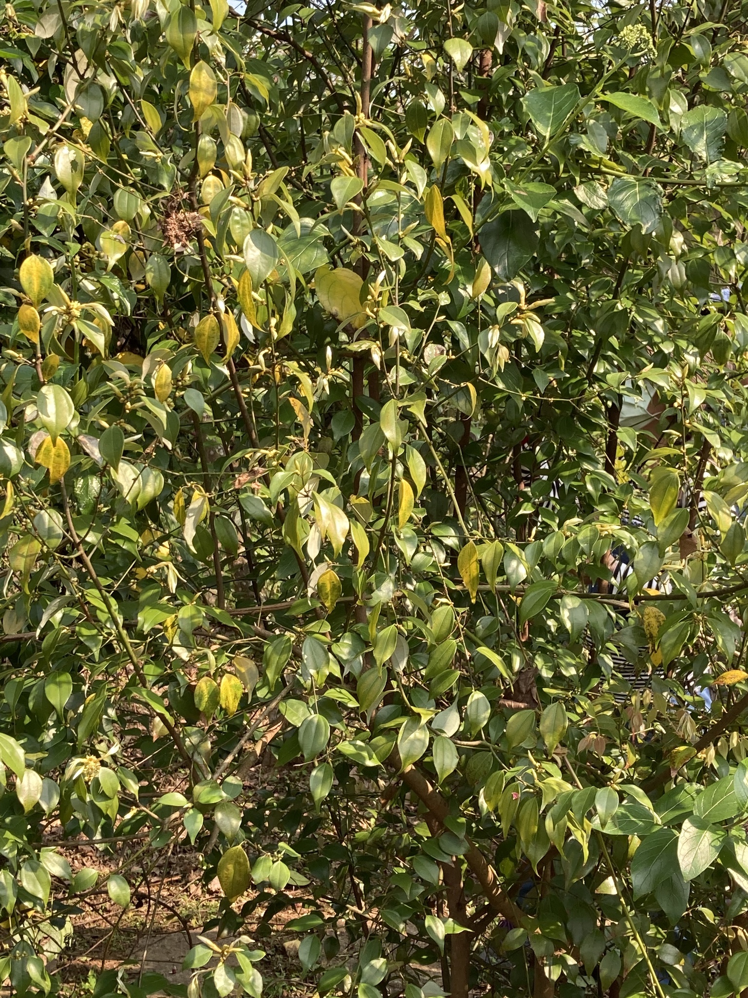 Lindera aggregata (Sims) Kosterm.