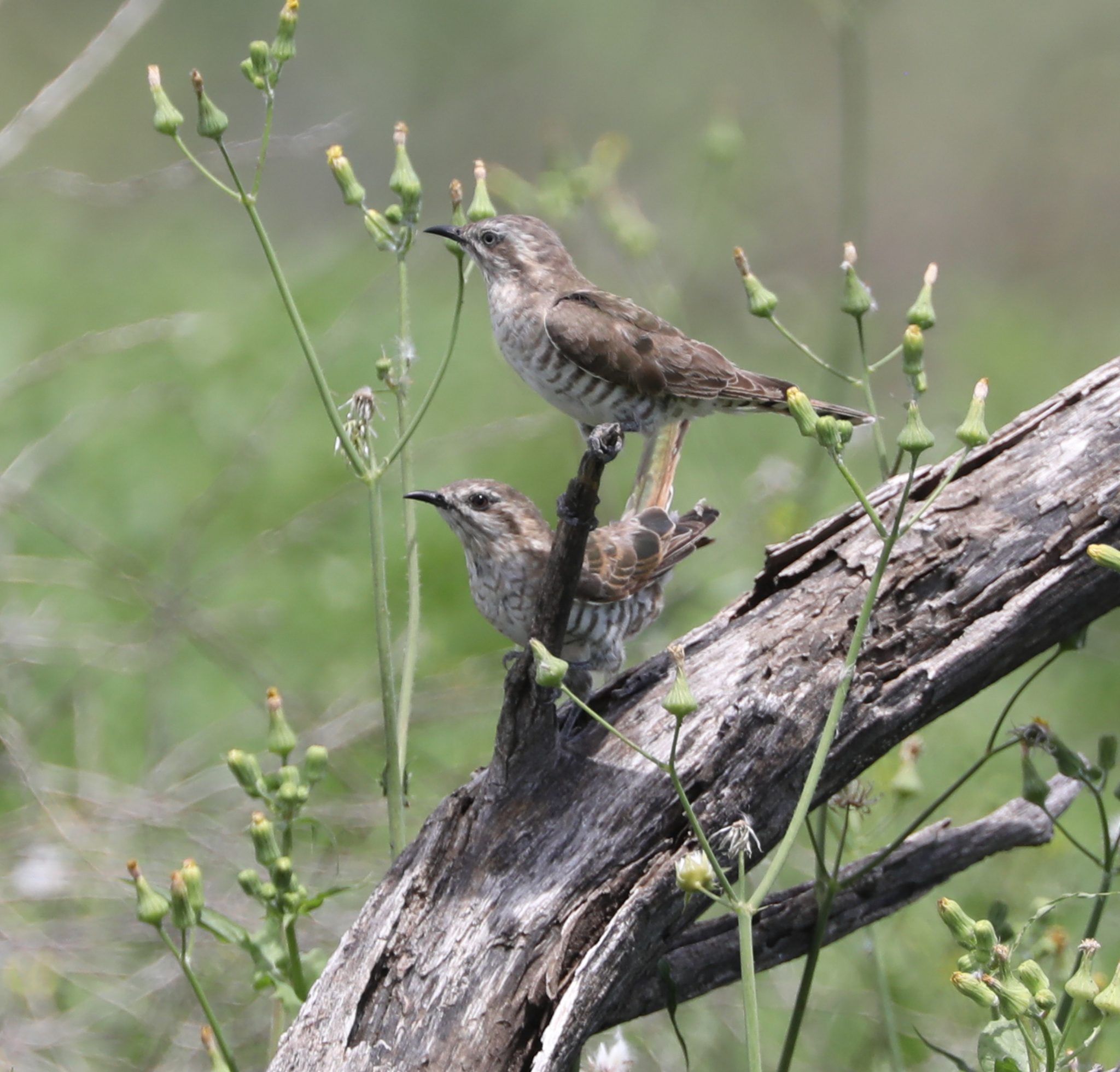Chrysococcyx basalis (Horsfield, 1821)