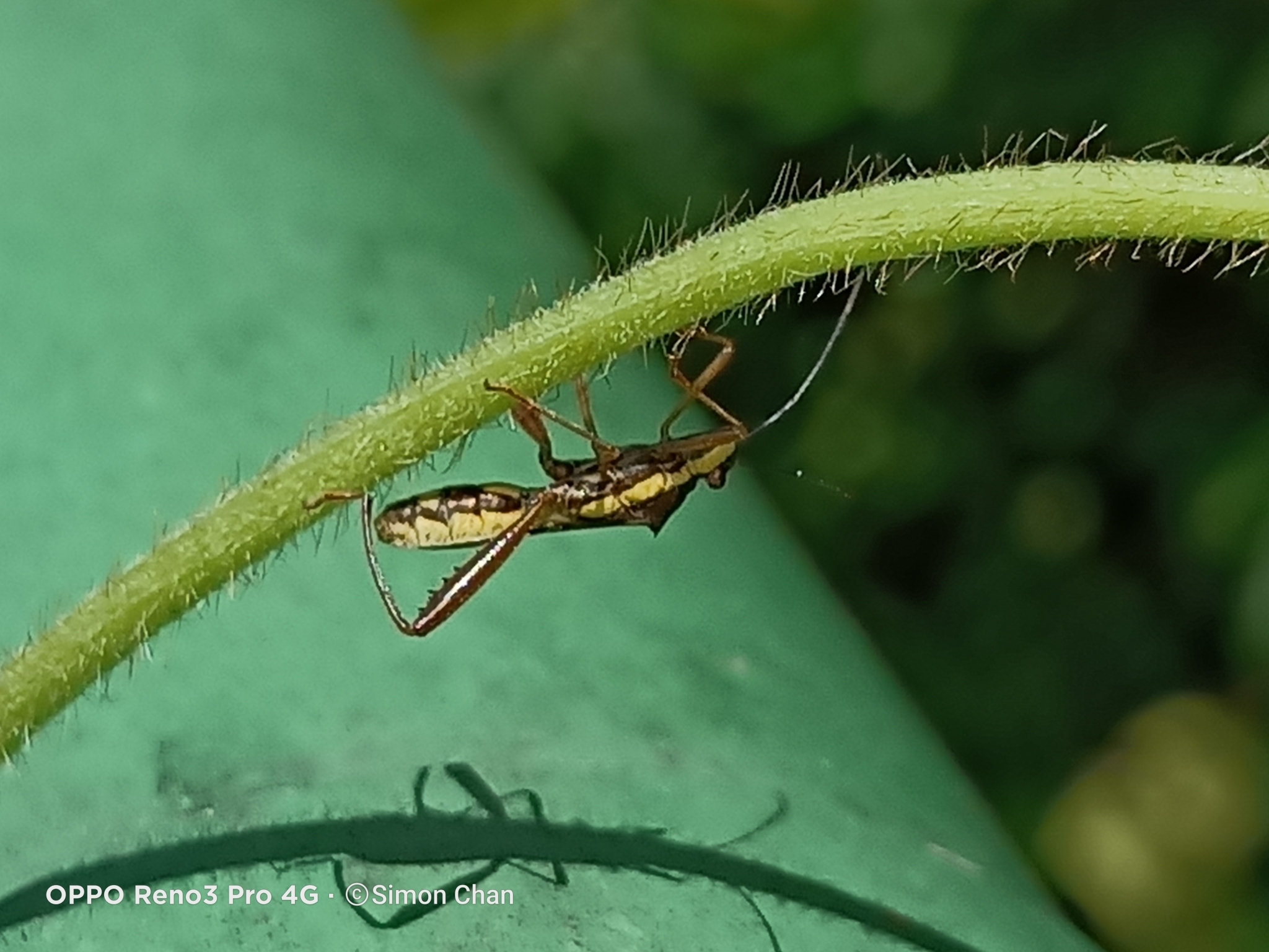 Riptortus linearis (Fabricius, 1775)