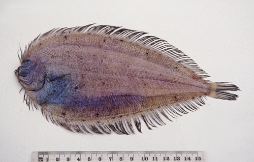 Blackspotted Flounder (Laeops nigromaculatus) · iNaturalist