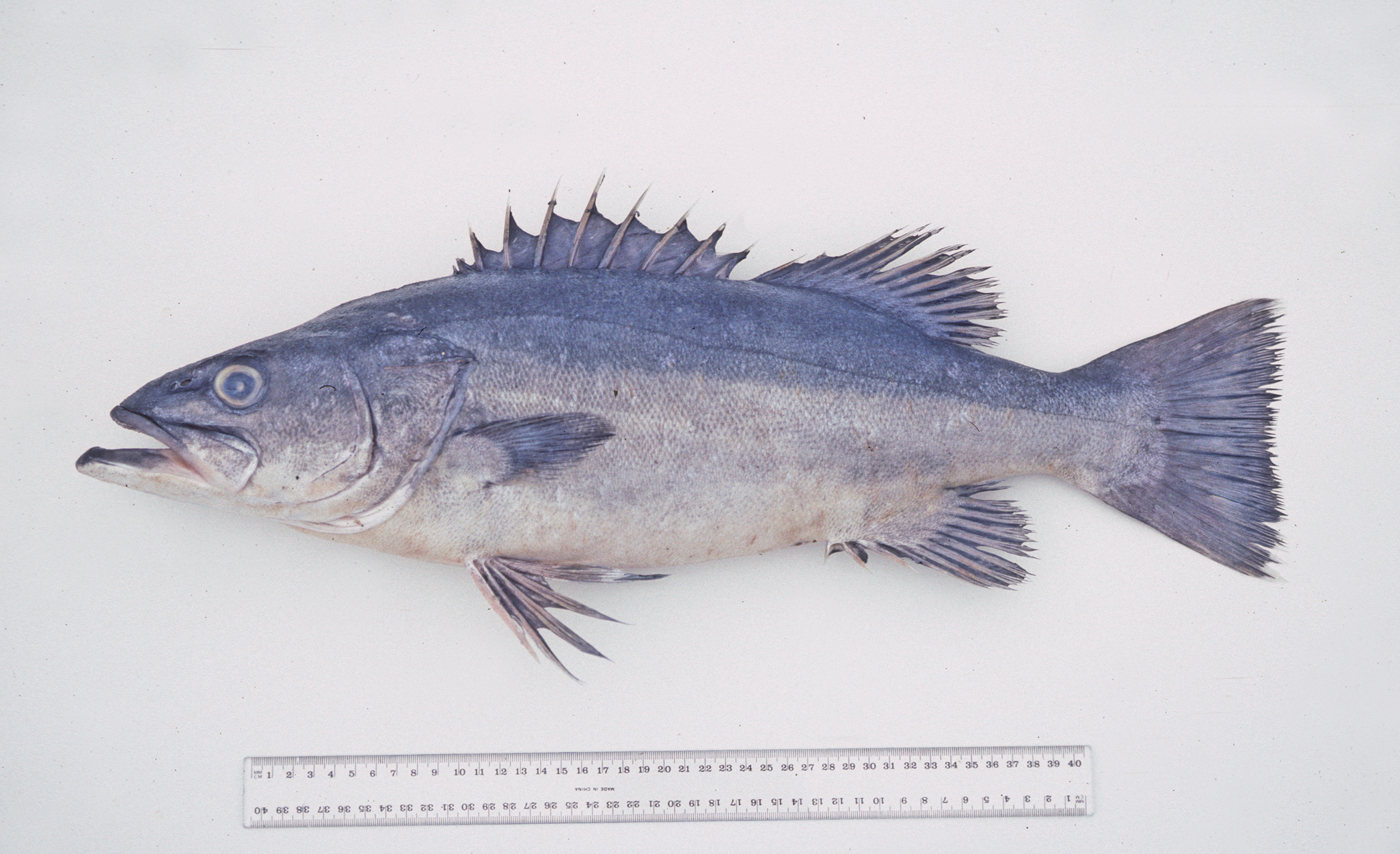 Polyprion oxygeneios (Schneider & Forster, 1801)